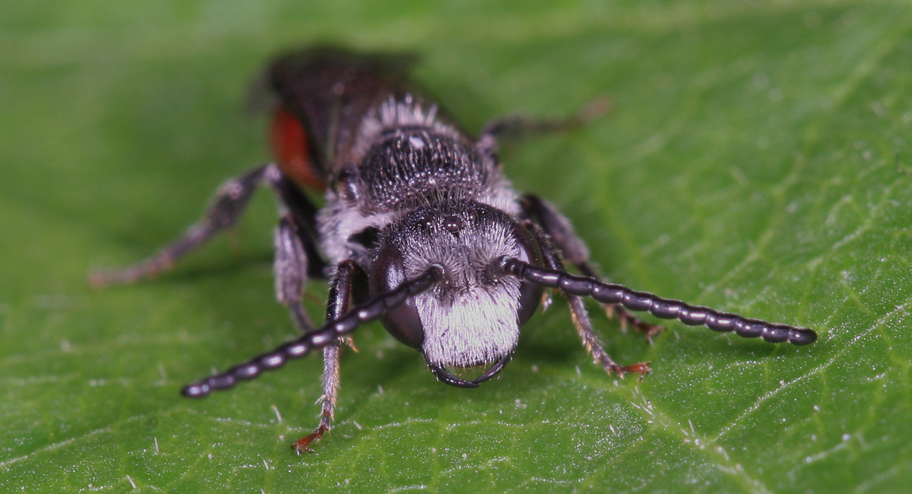 sphecodes monilicornis male IMG_5212 | BWARS